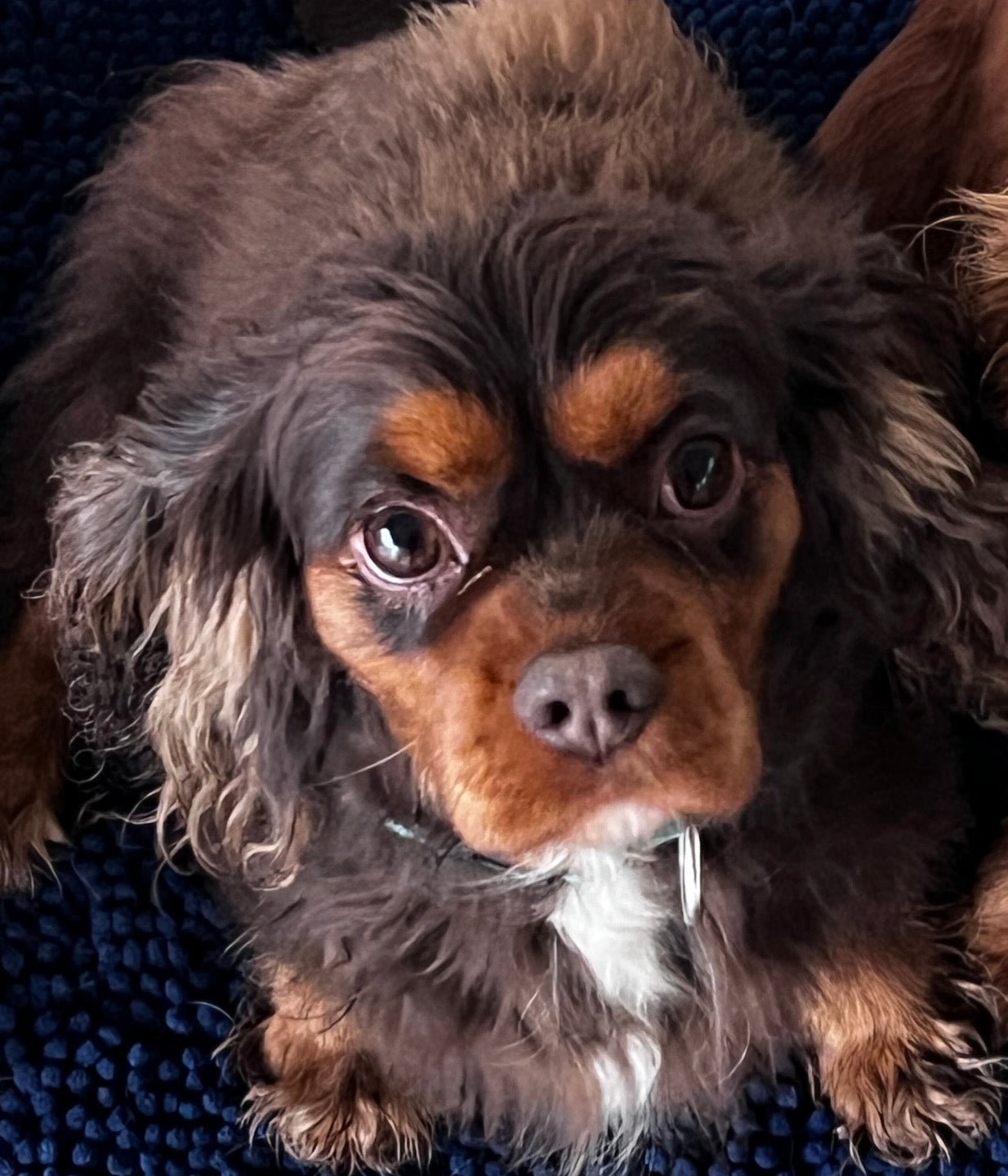 Available Puppies – Palladino's Pups