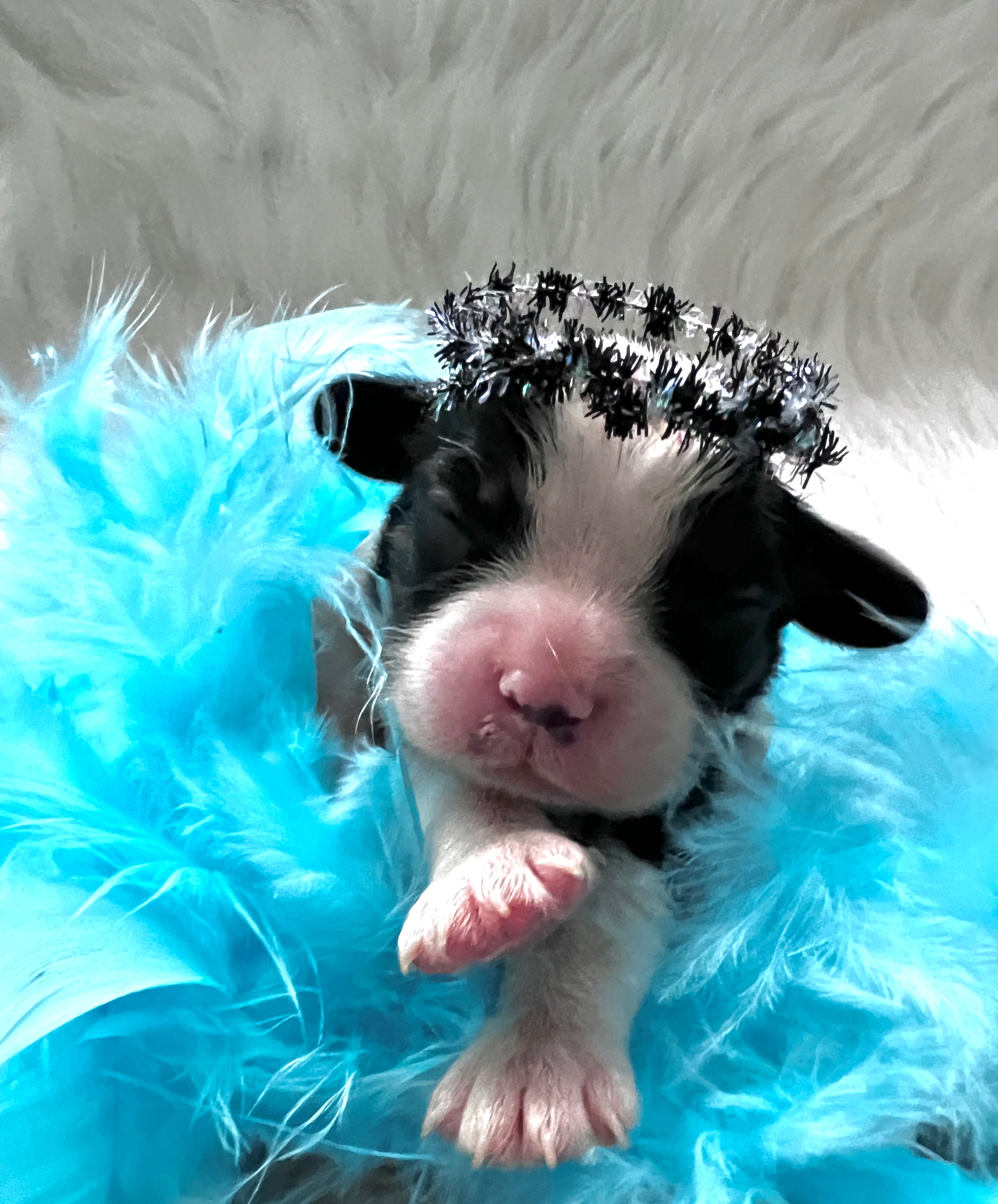 Available Puppies – Palladino's Pups