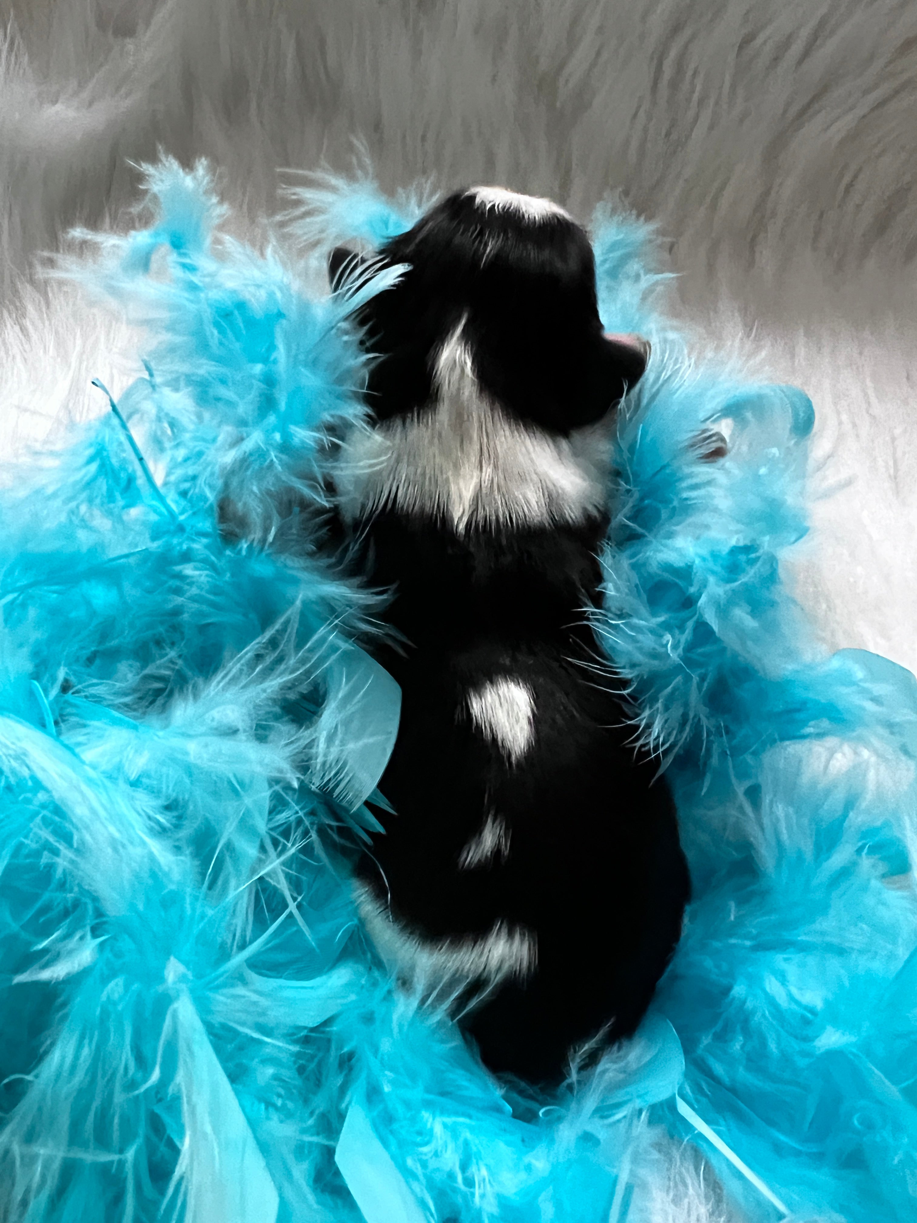 Available Puppies – Palladino's Pups