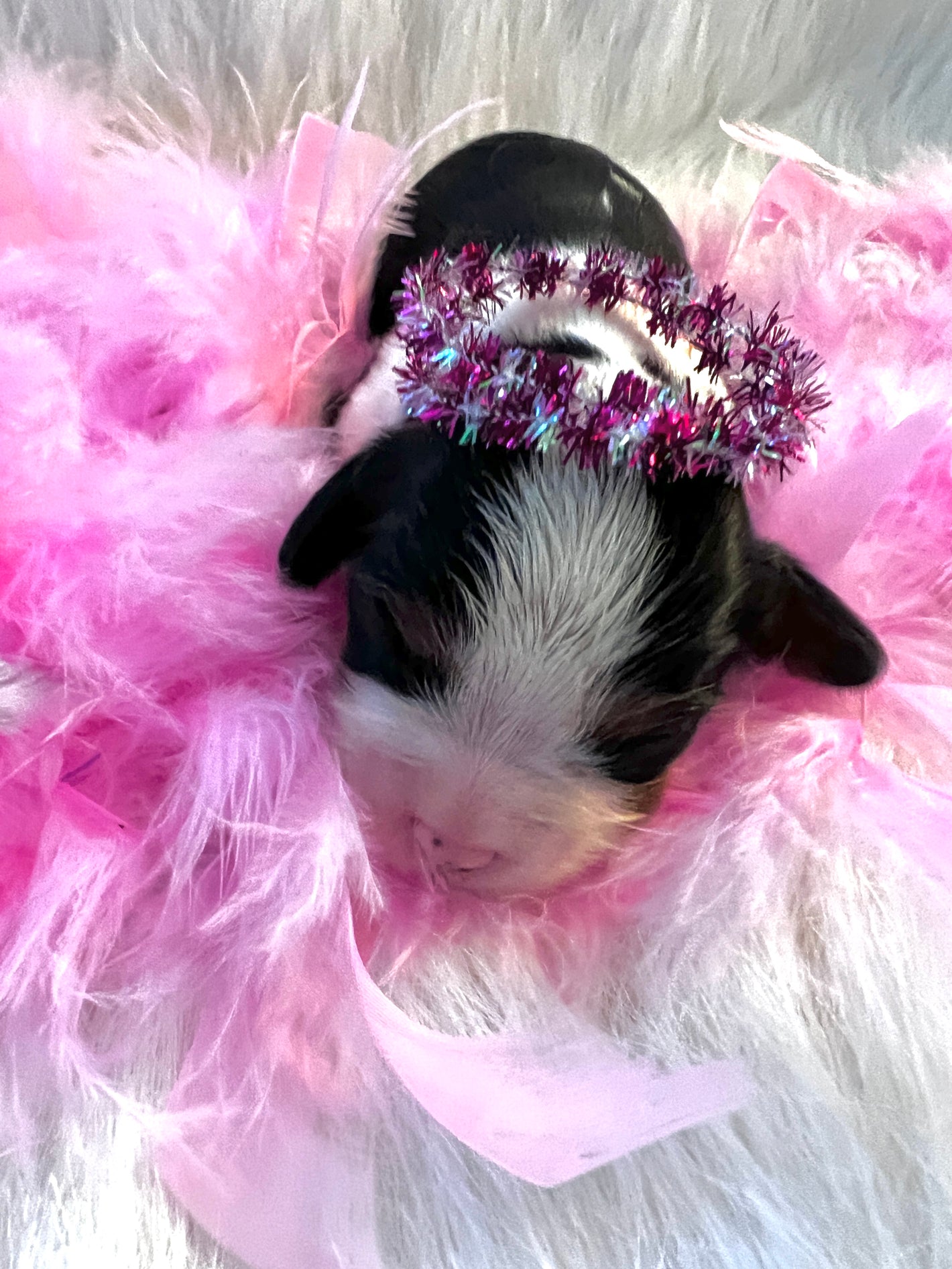 Available Puppies – Palladino's Pups